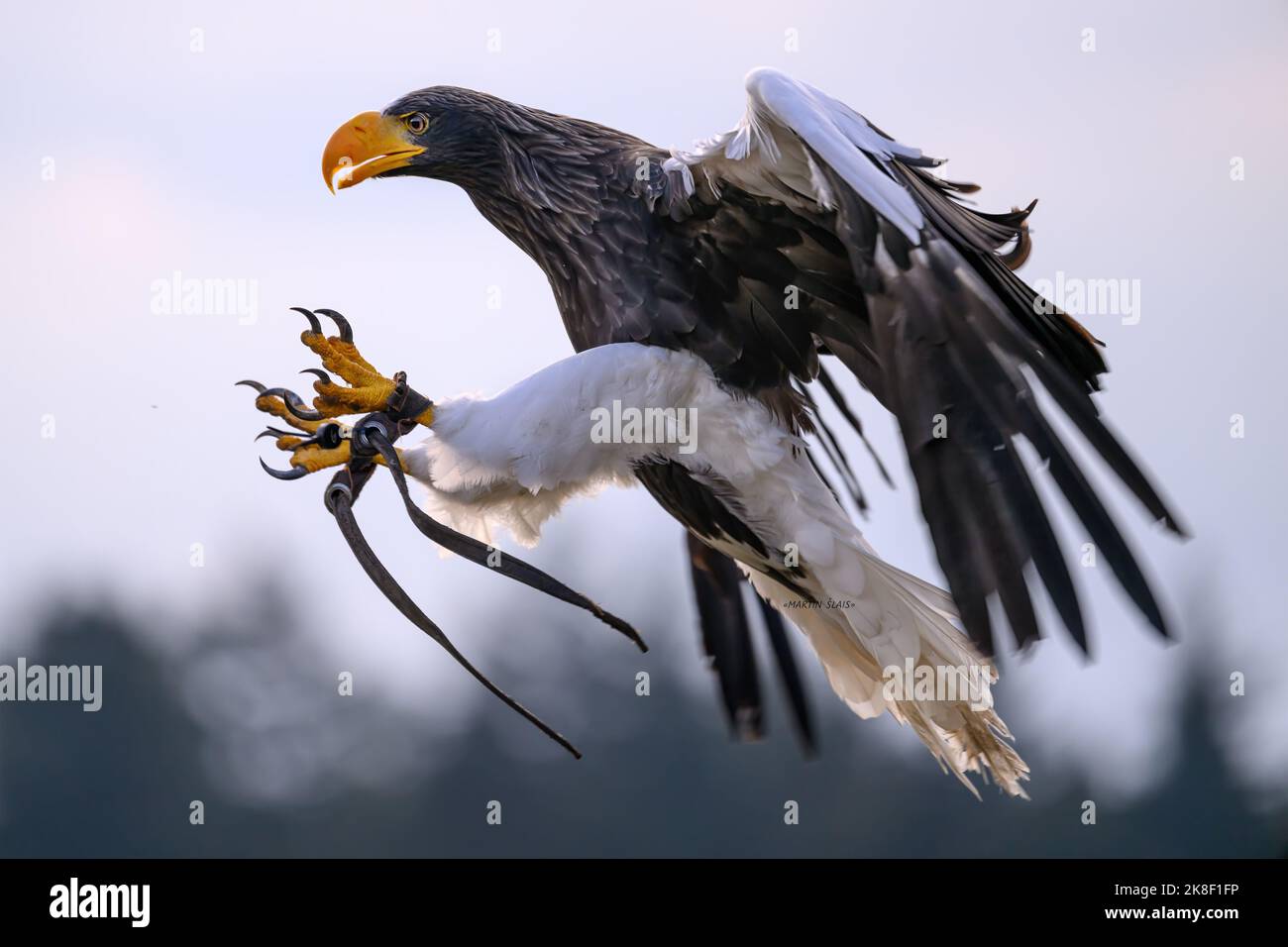 A Kamchatka eagle flies pasture around a falconer Stock Photo - Alamy