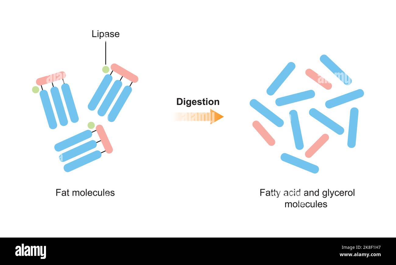 Scientific Designing Of Fat Molecules Digestion Lipase Enzyme Effect On Fat Molecules Fatty