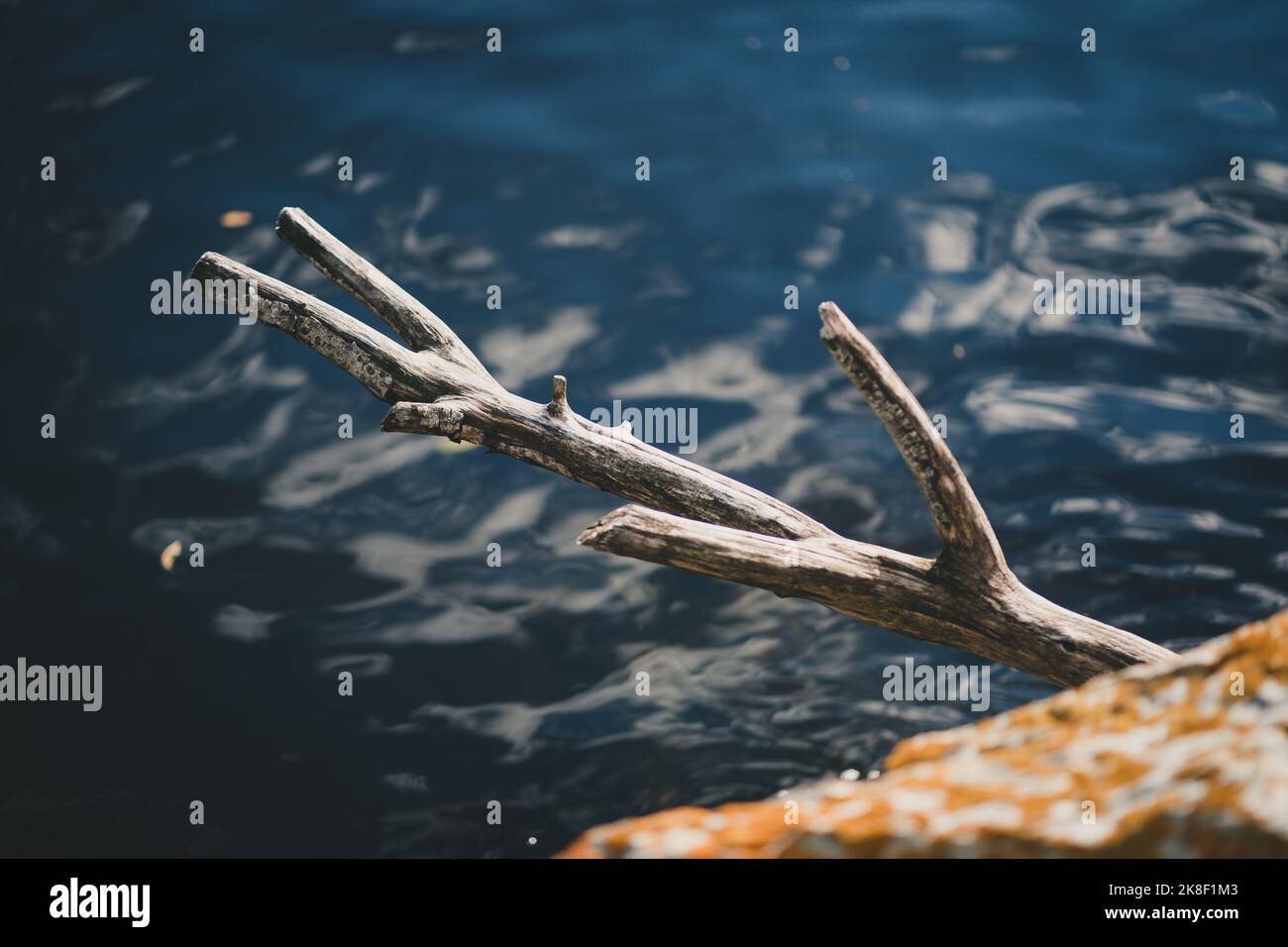 Tree branch above a river Stock Photo - Alamy