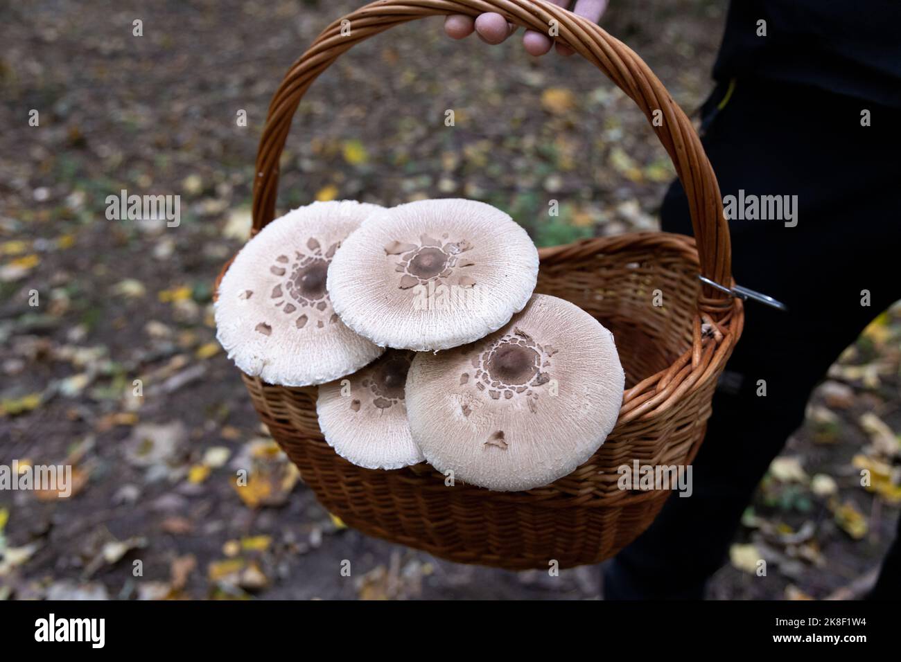 basket of parasol mushrooms, Macrolepiota procera. High quality photo ...