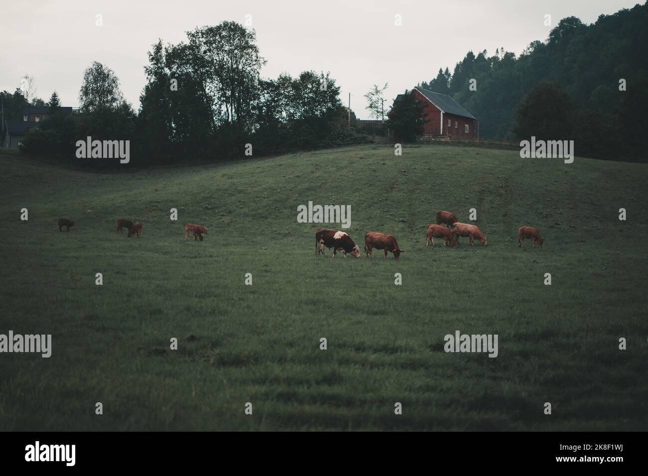 Norwegian cows in a field Stock Photo - Alamy
