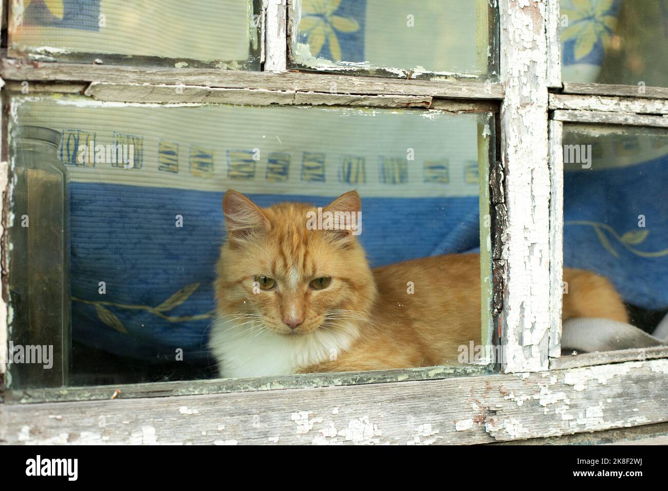 Red cat in window. Pet on window. Animal behind glass. Cat looks ...