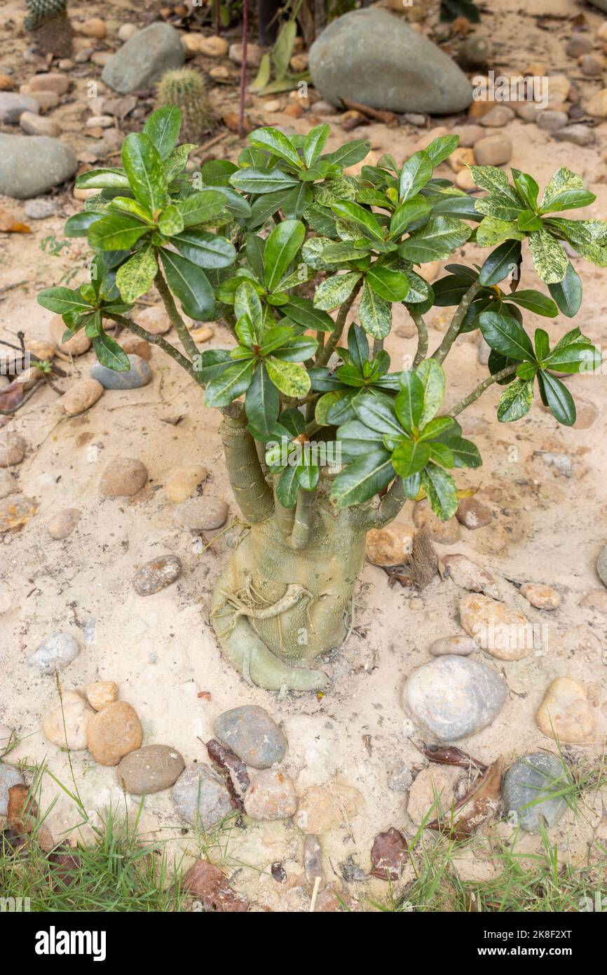 Socotra fig hi-res stock photography and images - Alamy