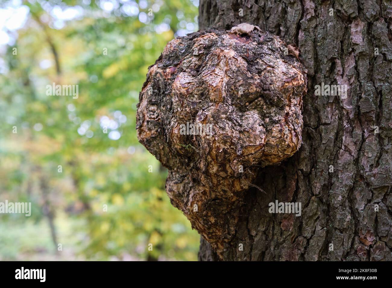 Mshroom hi-res stock photography and images - Alamy