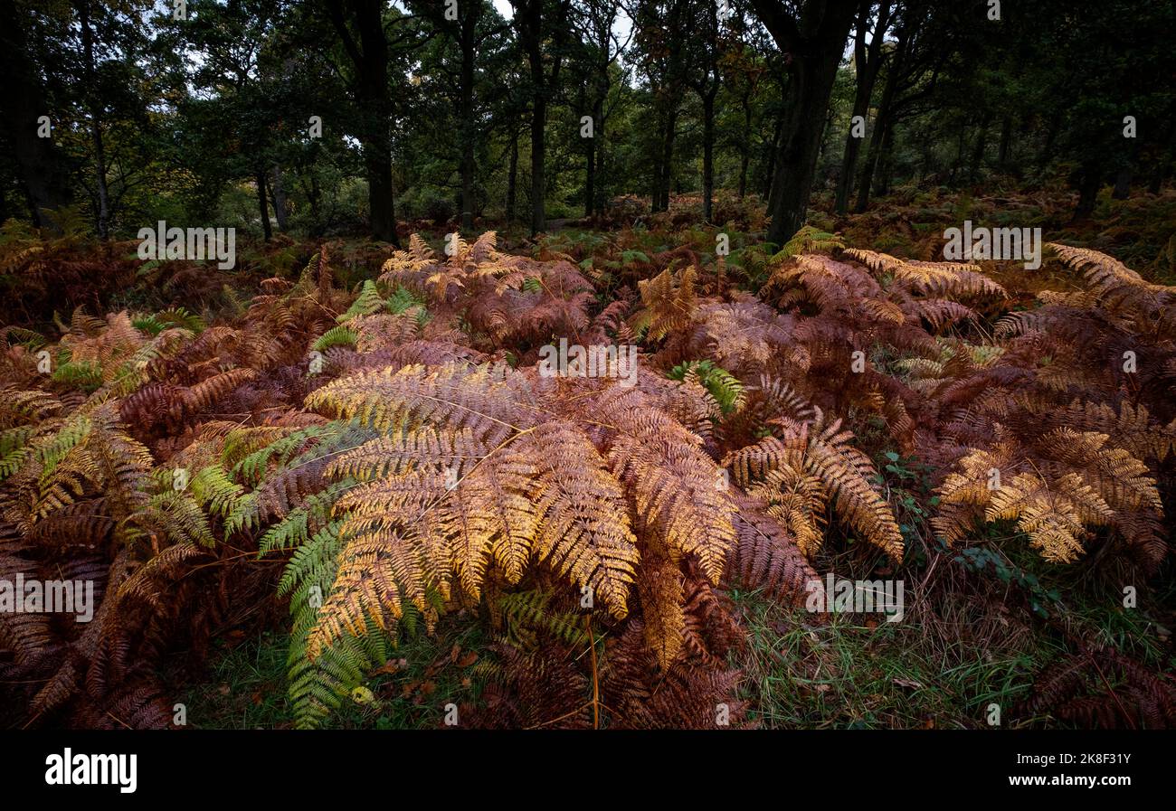 Common Fern plants changing in to autumn colours in a woodland ...