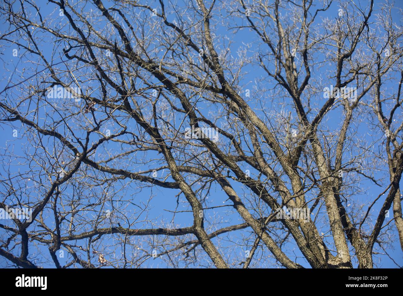 Branches without leaves. Tree against blue sky. Shoot branches from ...
