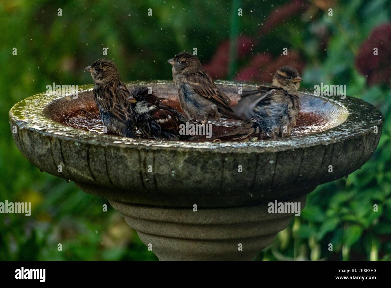 House sparrows enjoy a bath in the rain Stock Photo - Alamy