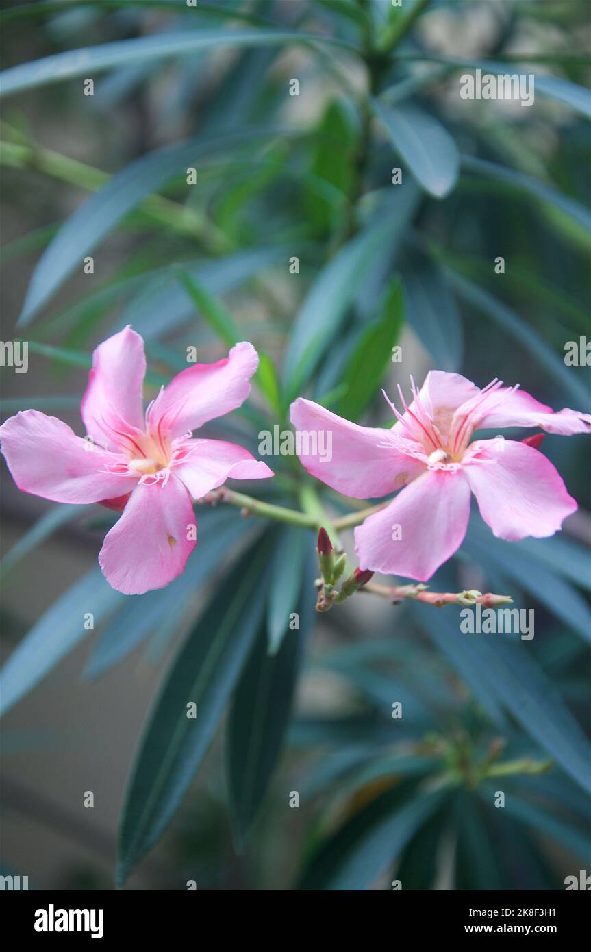 Pink flower in the garden Stock Photo - Alamy