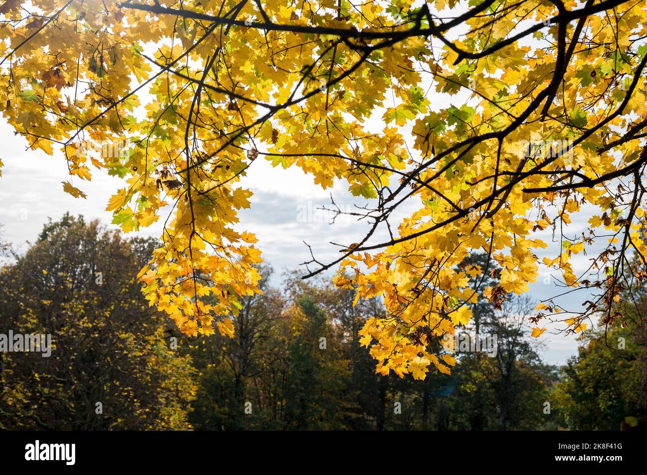 Ahorn, Germany. 23rd Oct, 2022. The leaves of a maple tree have turned ...