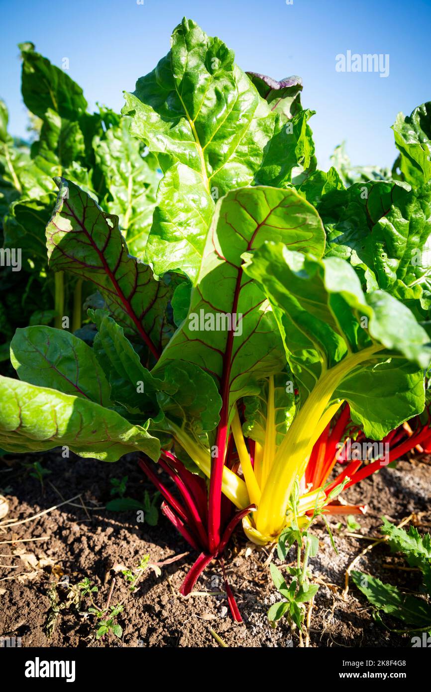 Field chard hi-res stock photography and images - Alamy