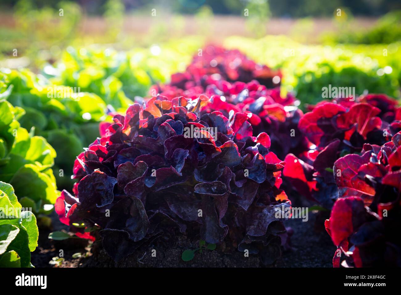 Fresh green and red lettuce on field Stock Photo - Alamy