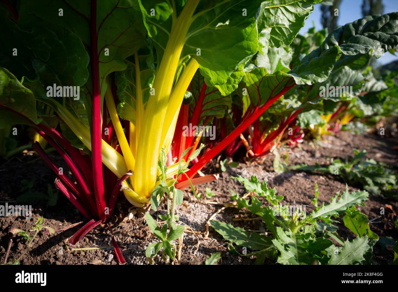 Chard plant growing on field at sunny day Stock Photo - Alamy