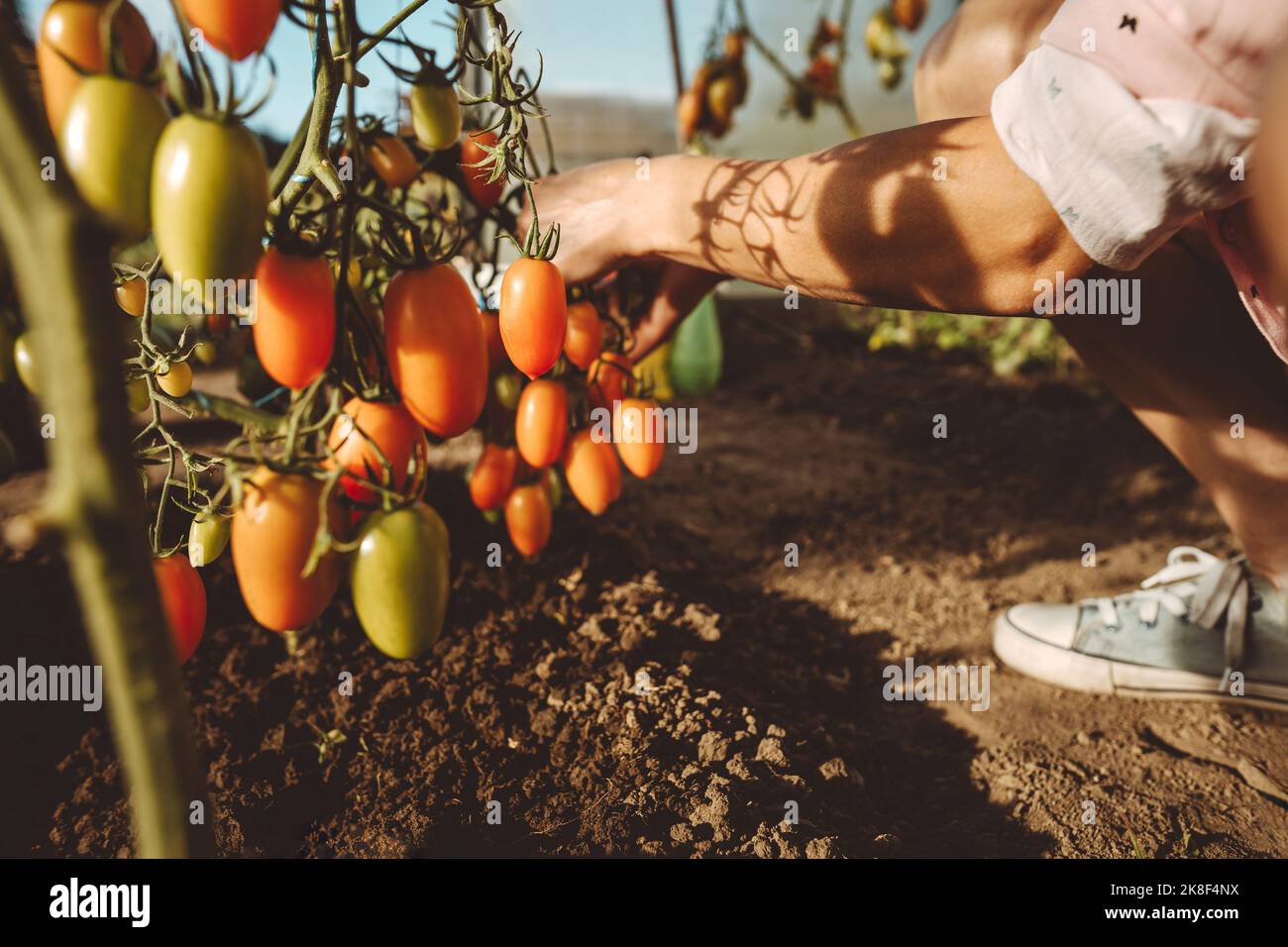 Harvesting tomatoes female farmer picking hi-res stock photography and ...
