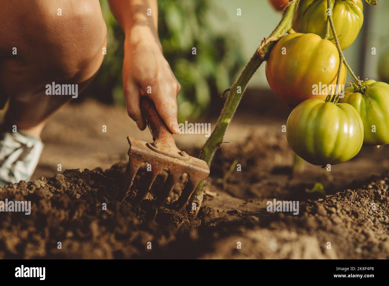 Hand of farmer digging soil with gardening fork Stock Photo - Alamy