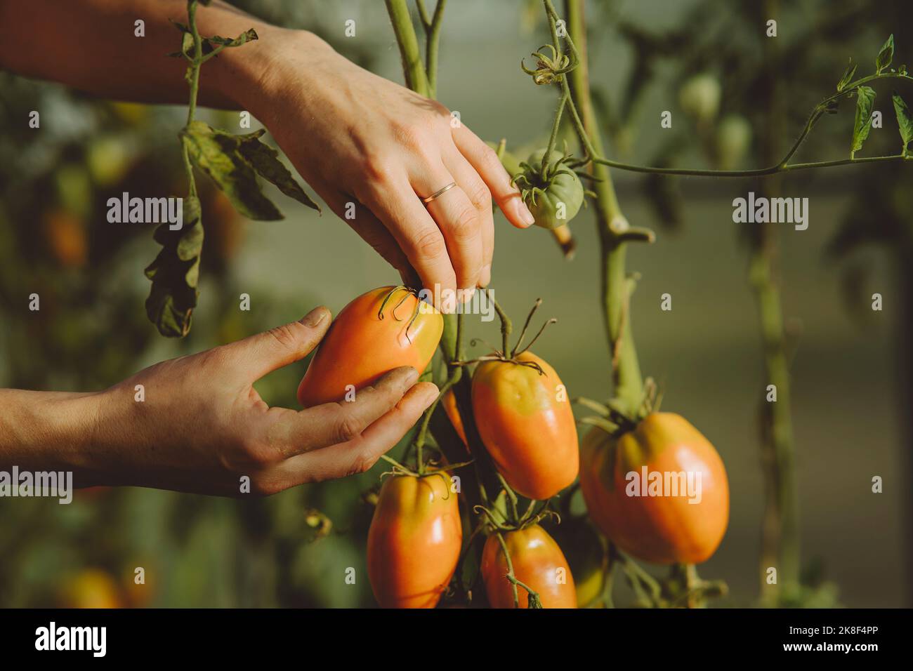 Hands of farmer picking fresh tomato from plant Stock Photo - Alamy