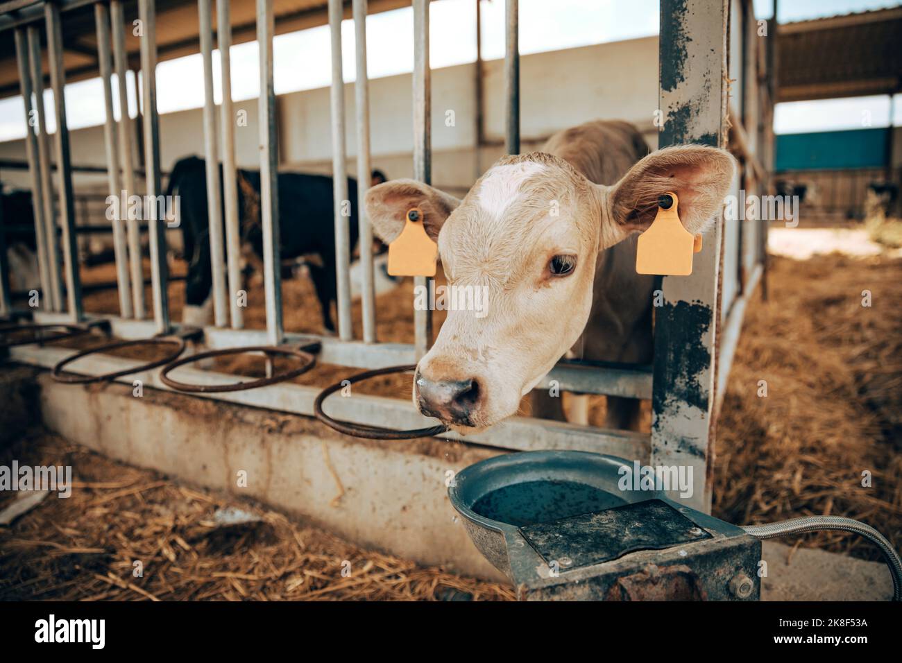 Calf drinking water from bowl at stable Stock Photo - Alamy