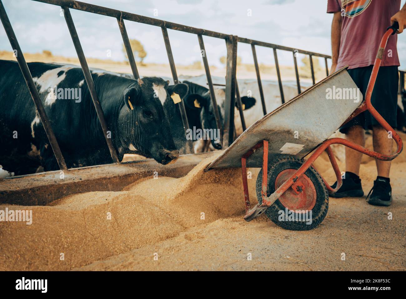 Farmer feeding fodder to his calves with wheelbarrow Stock Photo - Alamy
