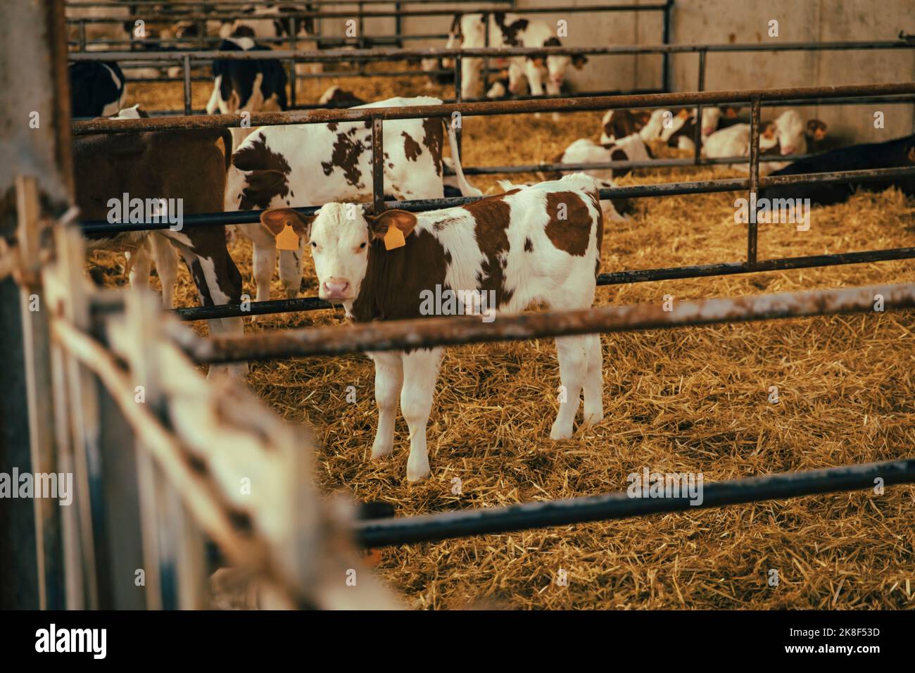 Calves amidst railings inside stable Stock Photo - Alamy