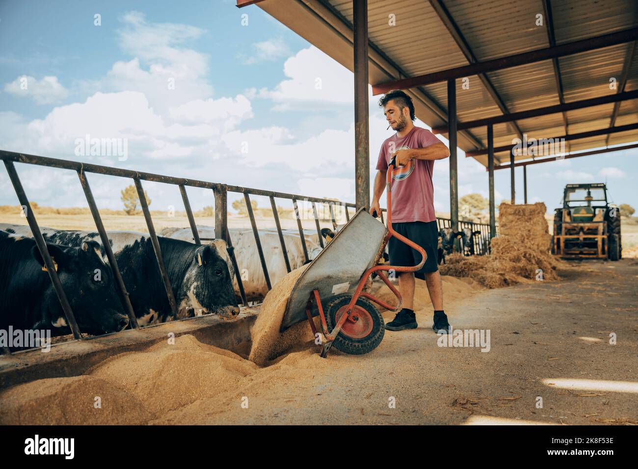 Young farmer feeding fodder to calves with wheelbarrow Stock Photo - Alamy