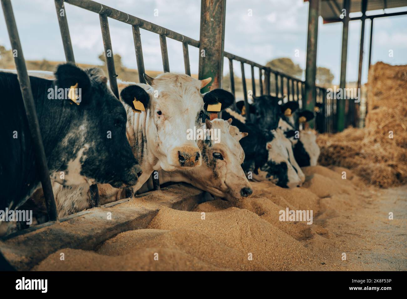 Fodder production hi-res stock photography and images - Alamy