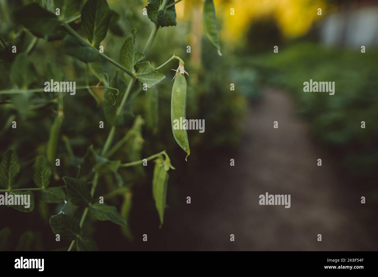Growth of green peas in garden Stock Photo - Alamy