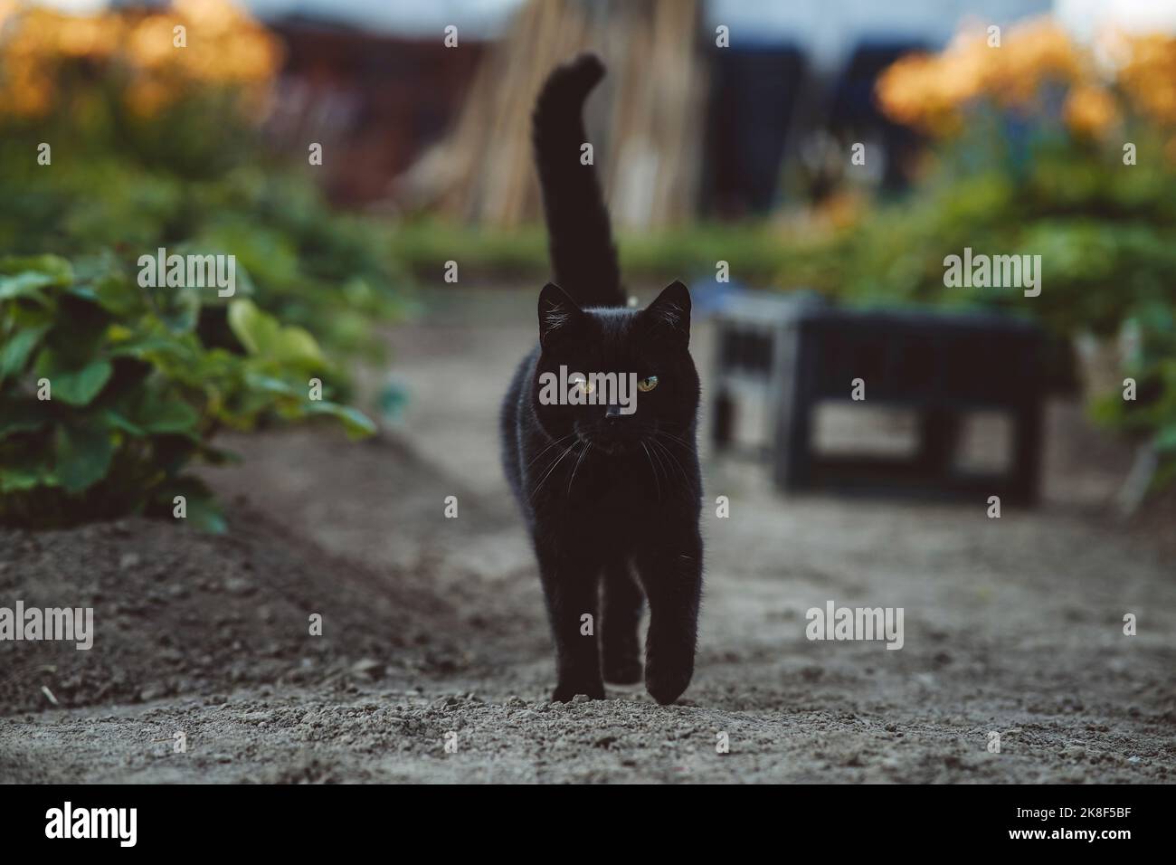 Portrait cat walking in hi-res stock photography and images - Alamy