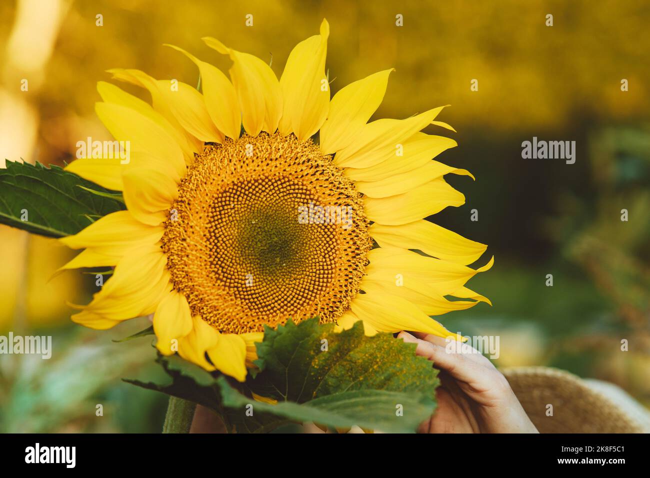 Blooming sunflower in garden hi-res stock photography and images - Alamy