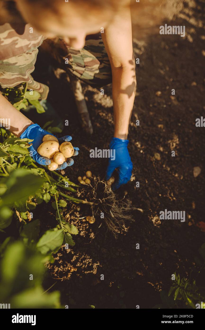 Woman holding potatoes in garden Stock Photo - Alamy
