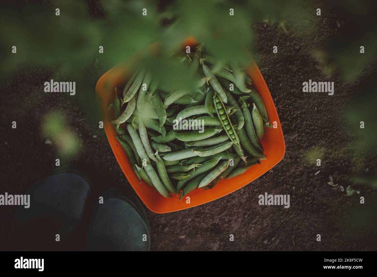 Peas in container container hi-res stock photography and images - Alamy