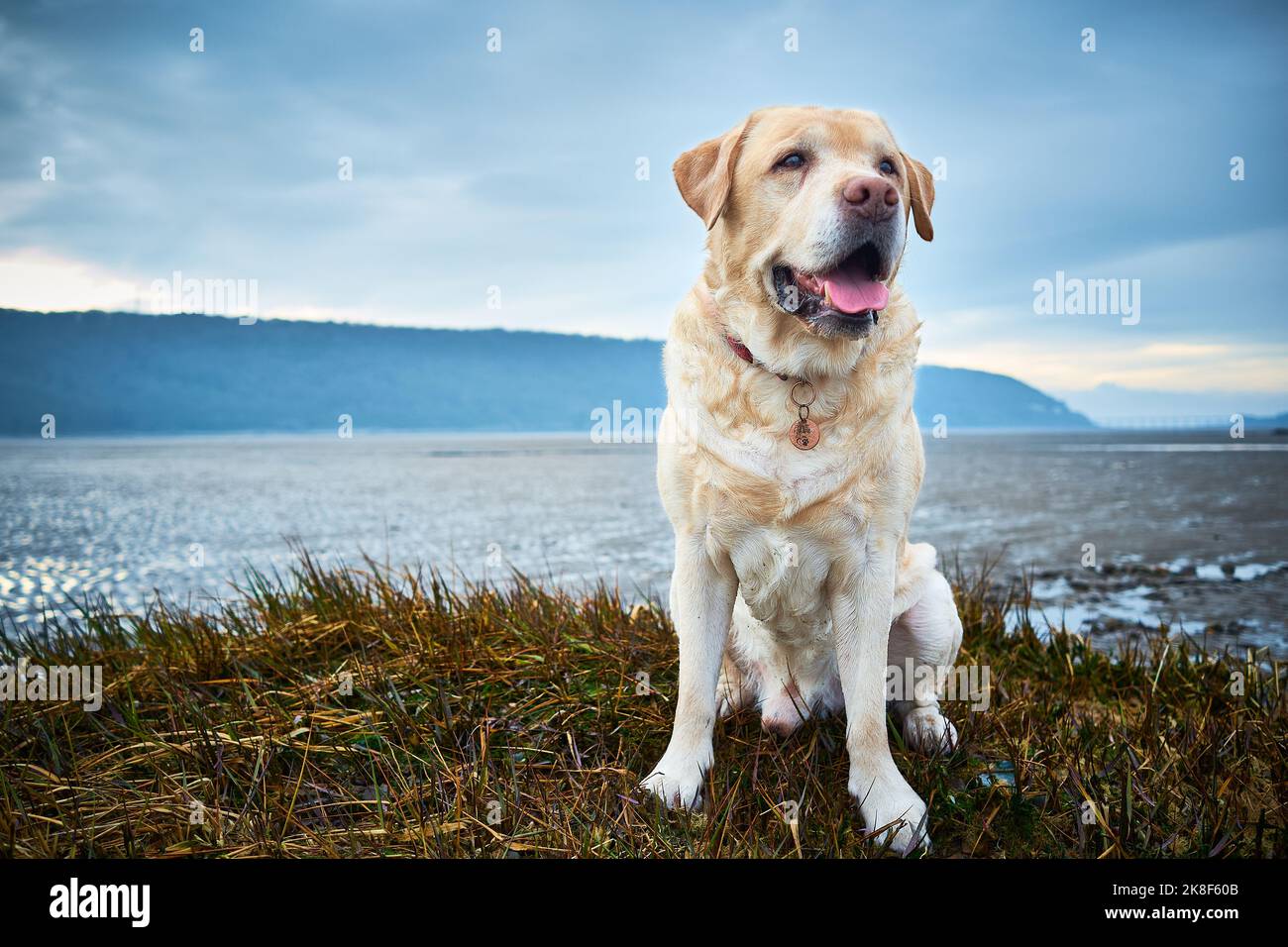 Yellow Labrador Dog portraits in both colour and black and white Stock ...