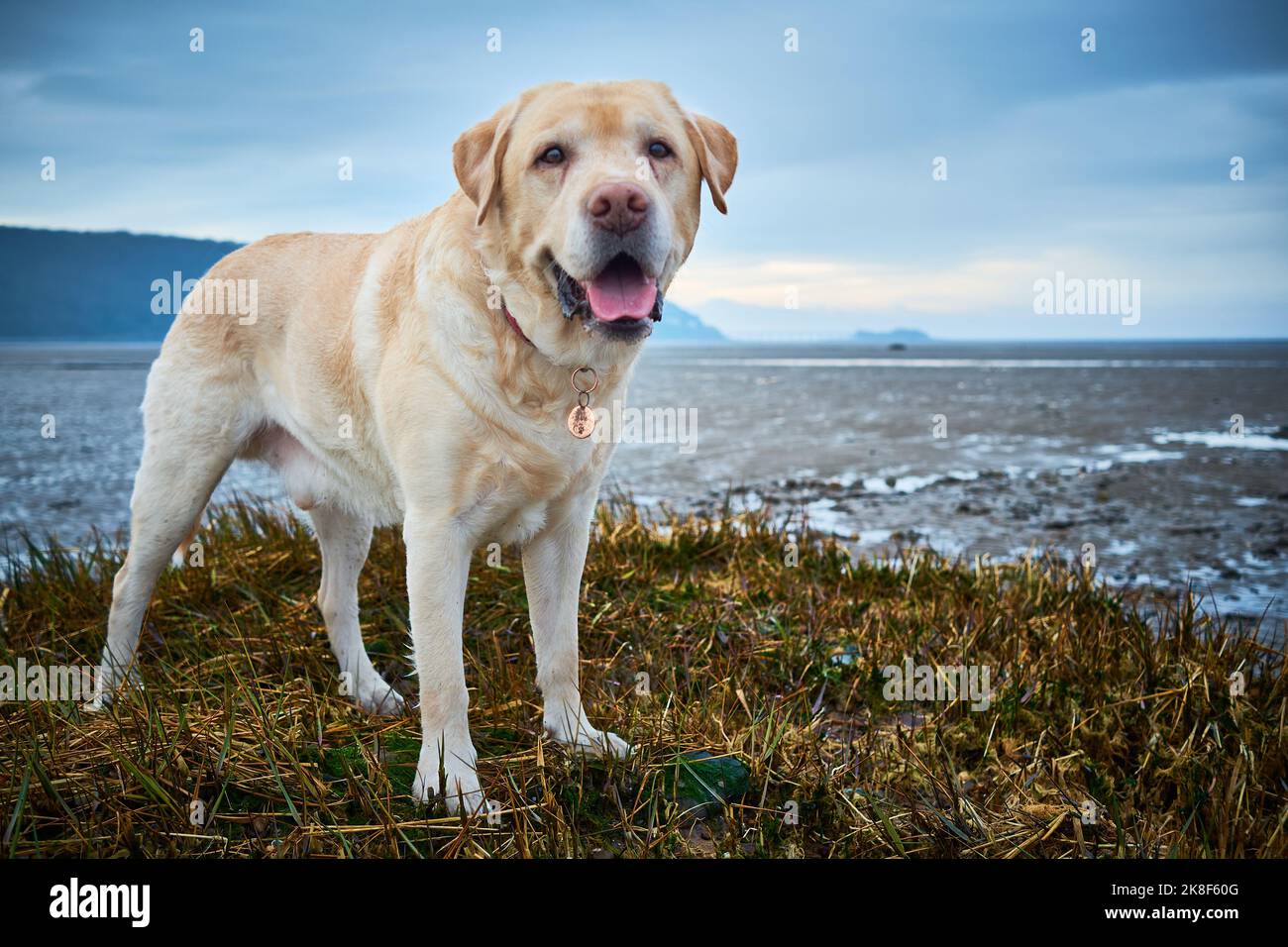 Yellow Labrador Dog portraits in both colour and black and white Stock ...