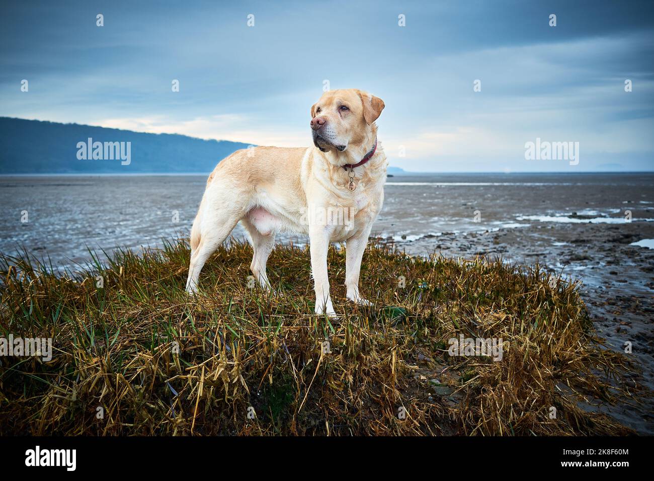 Yellow Labrador Dog portraits in both colour and black and white Stock ...