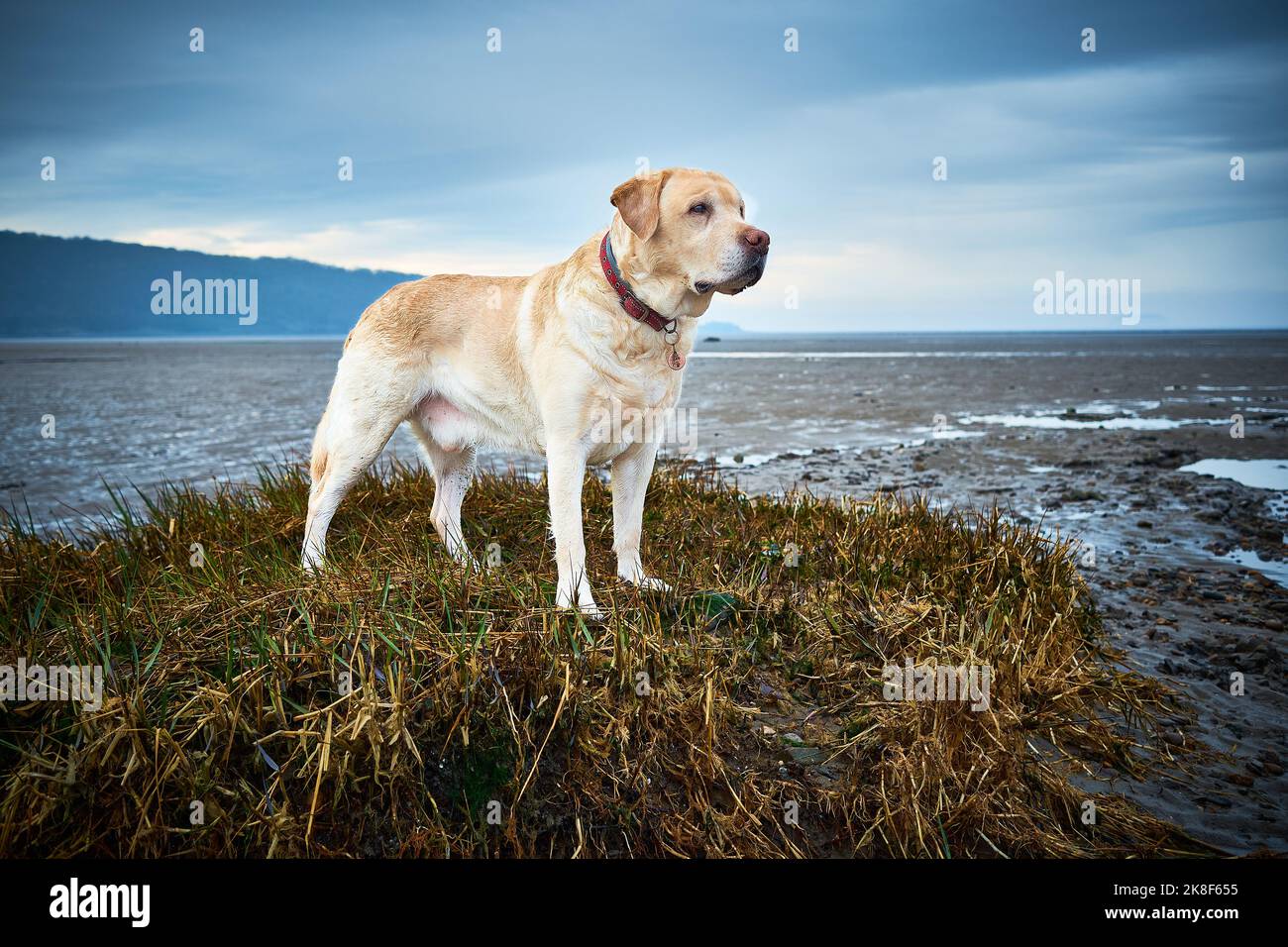 Yellow Labrador Dog portraits in both colour and black and white Stock ...