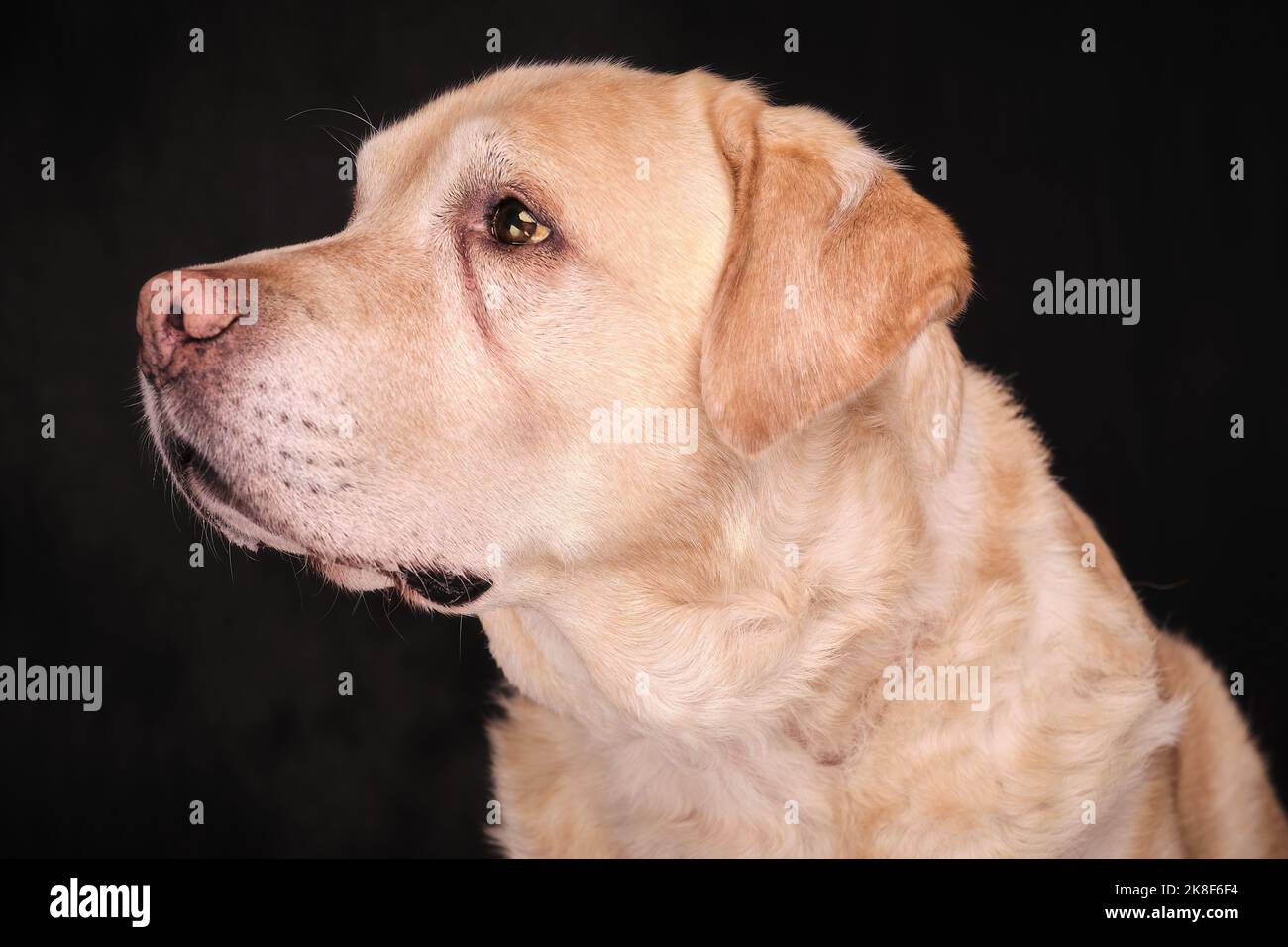 Yellow Labrador Dog portraits in both colour and black and white Stock ...
