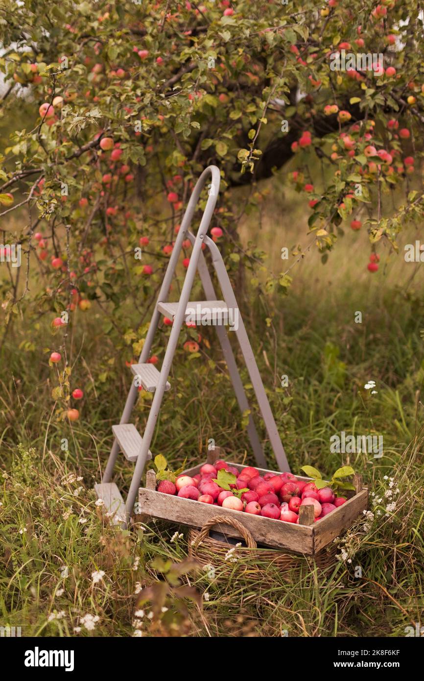 Harvested apples in crate by ladder at organic farm Stock Photo - Alamy