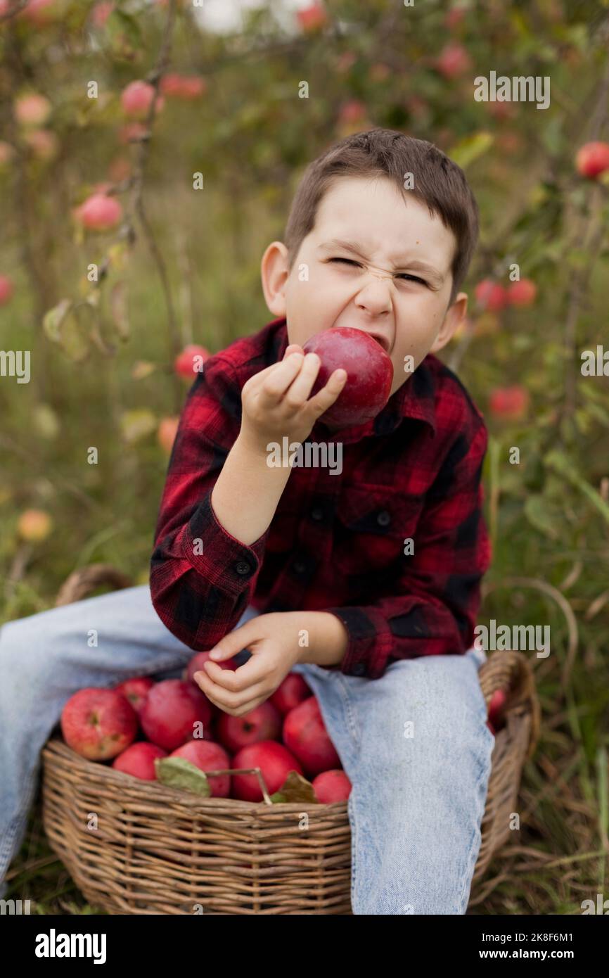 Boy eating apple on farm hi-res stock photography and images - Alamy