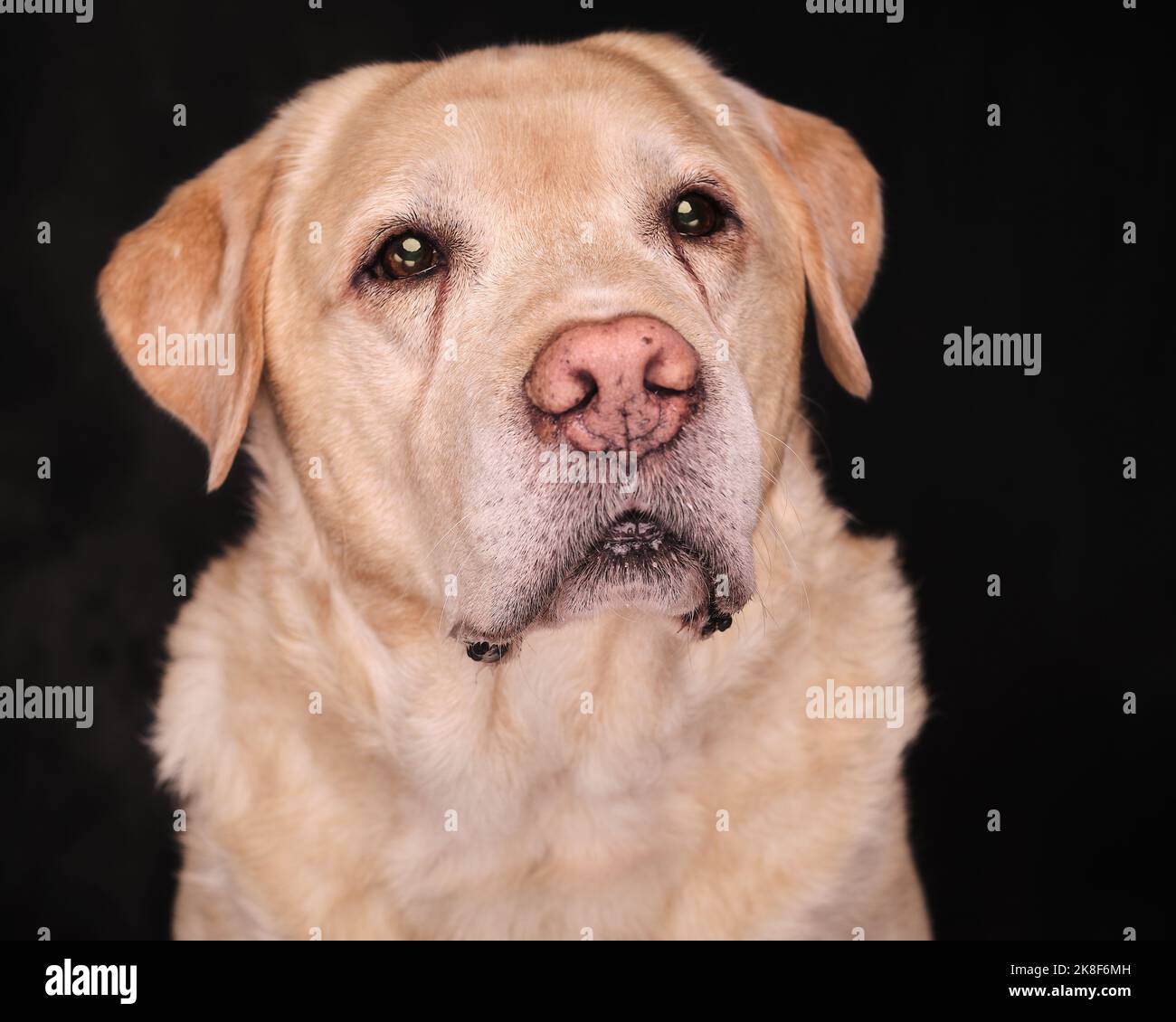 Yellow Labrador Dog portraits in both colour and black and white Stock ...
