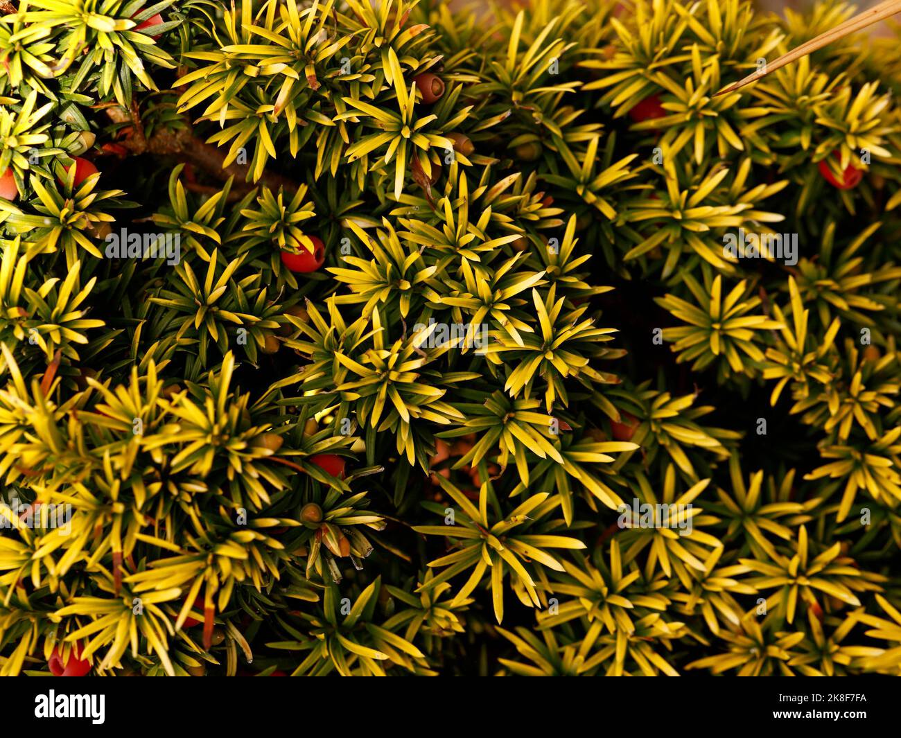Close up of the golden yellow needle-like leaves of the evergreen ...