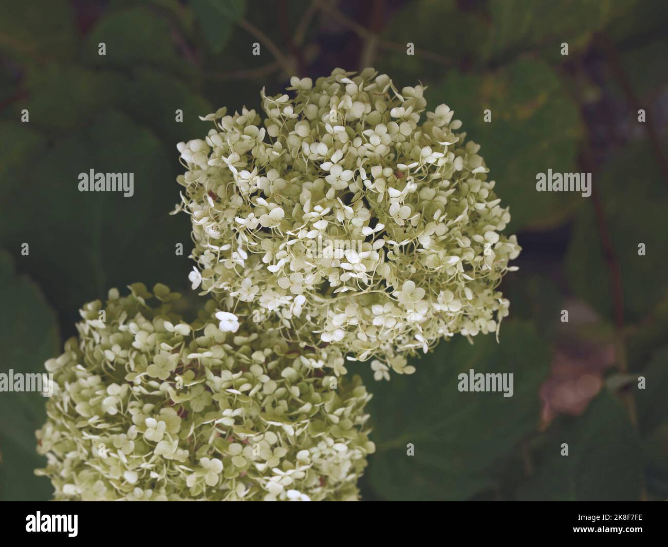 Close up of the white flowering perennial deciduous garden shrub ...