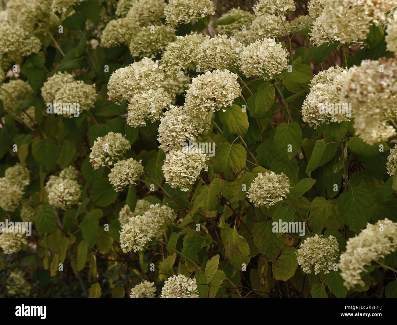 Close up of the white flowering perennial deciduous garden shrub ...