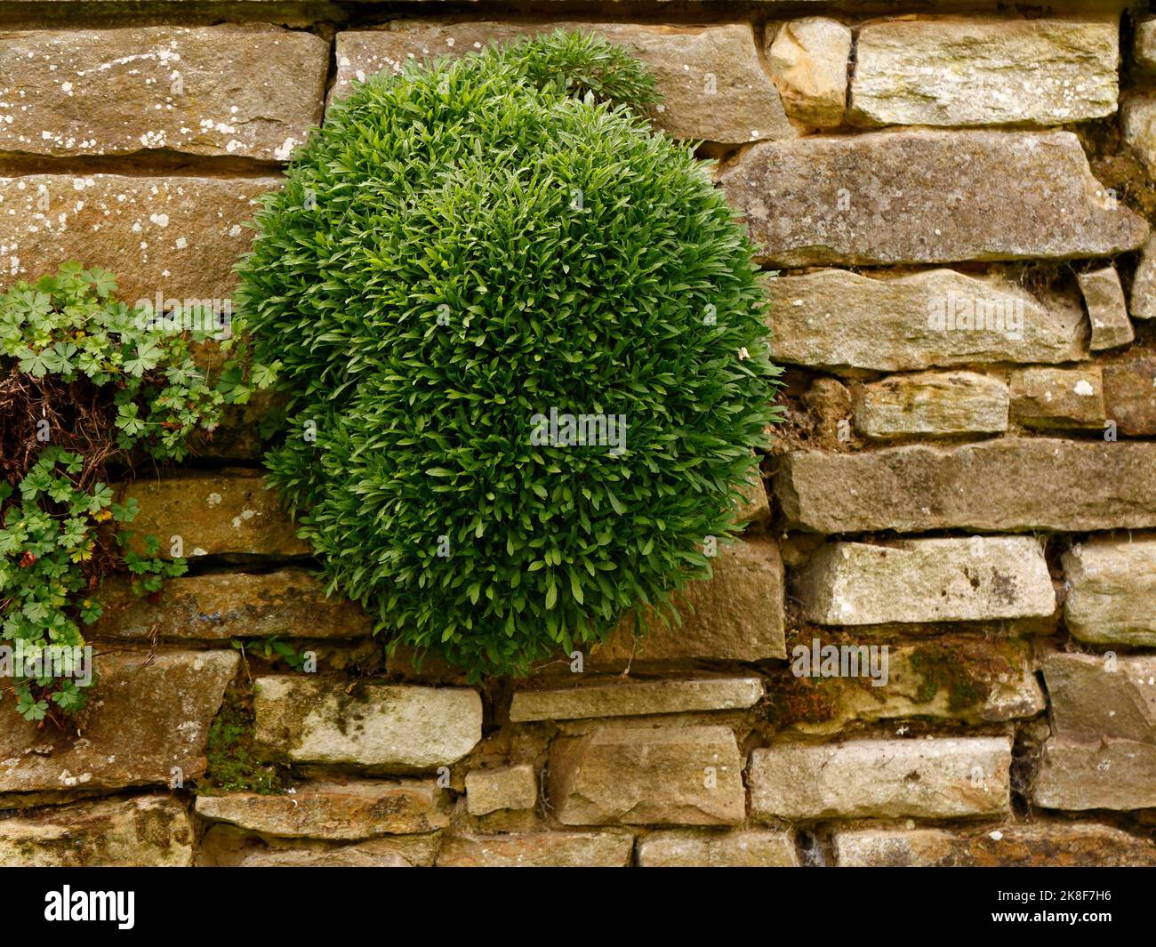Green plants seen growing in a stone garden wall Stock Photo - Alamy