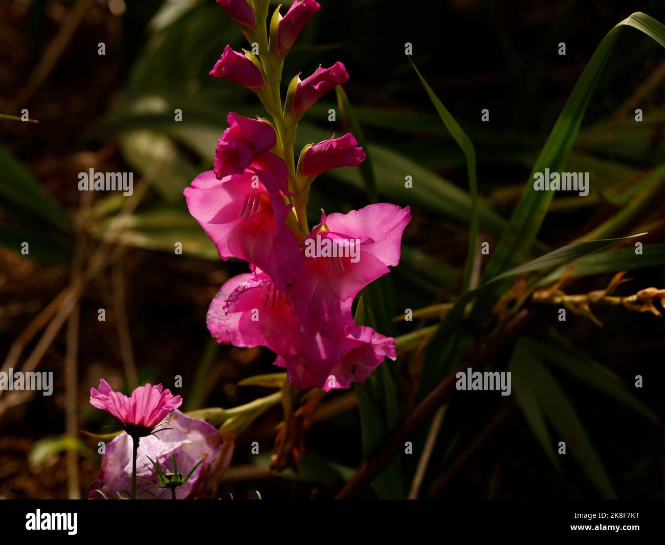Gladiolus gladiolus communis flower hi-res stock photography and images ...
