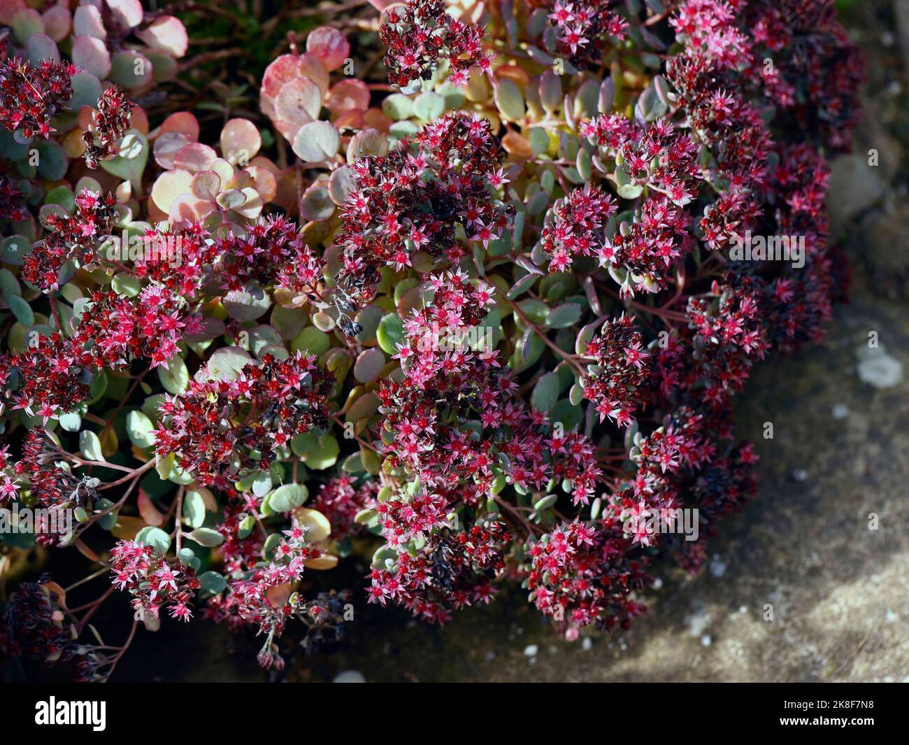 Glaucus foliage hi-res stock photography and images - Alamy