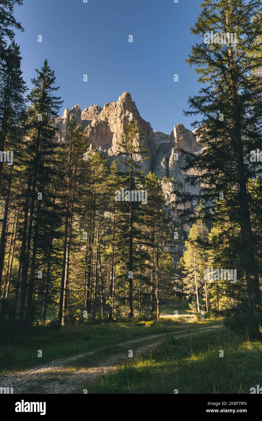 Pine trees in front of Dolomites, Italy Stock Photo - Alamy