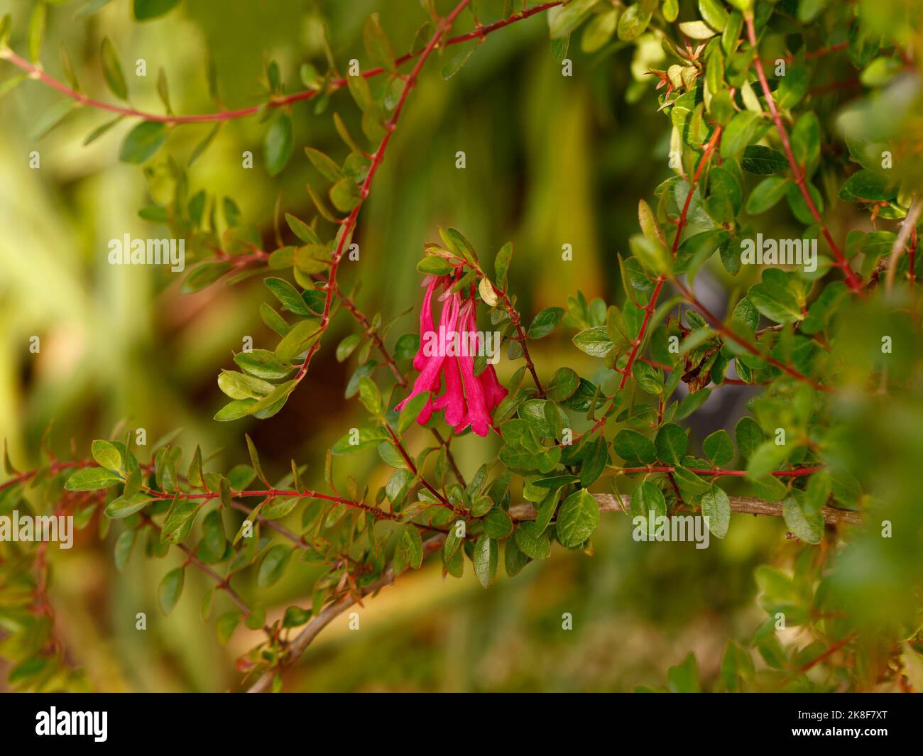 Close up of the red tubular flower of the semi-evergreen garden shrub ...