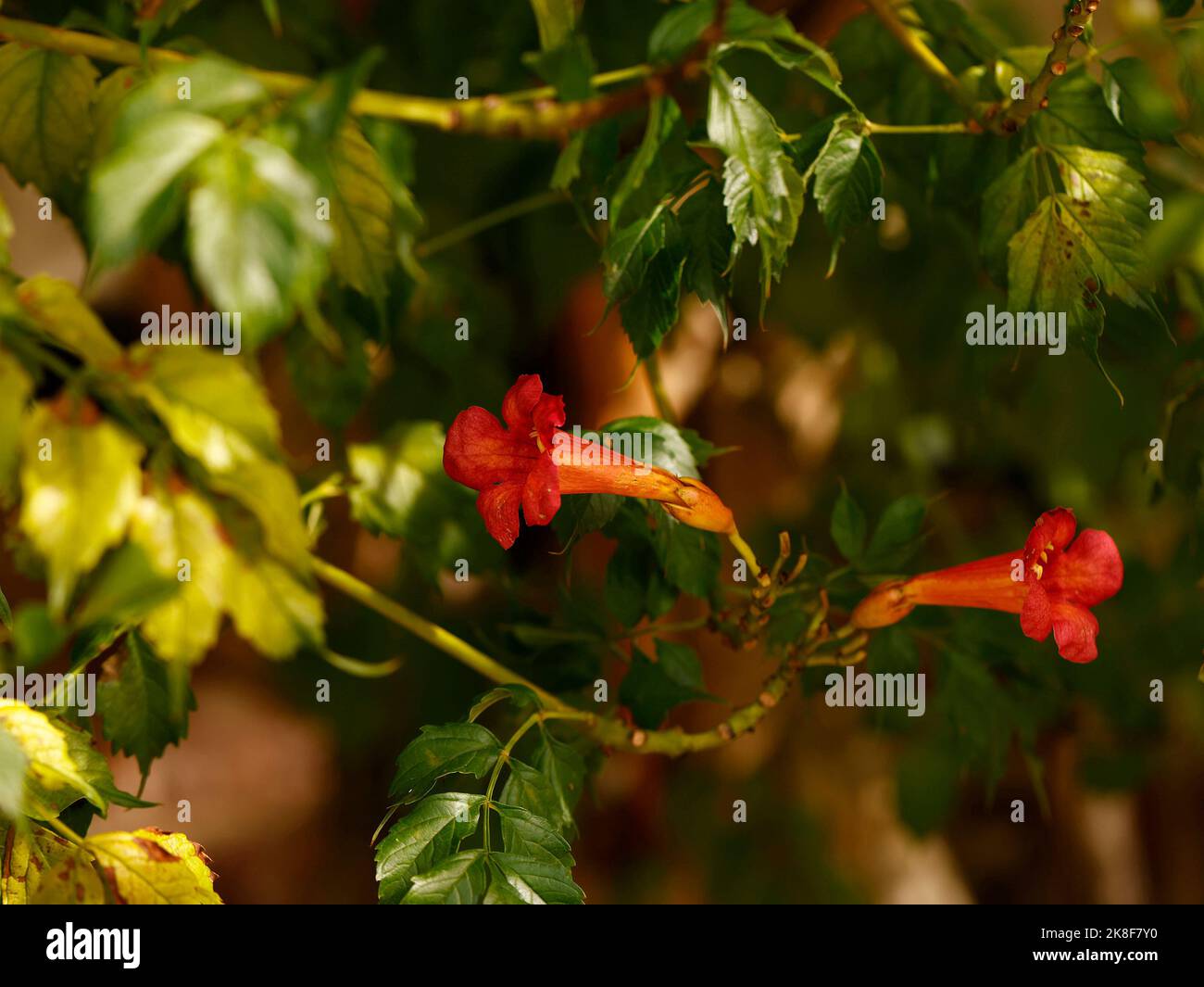 Campsis radicans trumpet climber hi-res stock photography and images ...