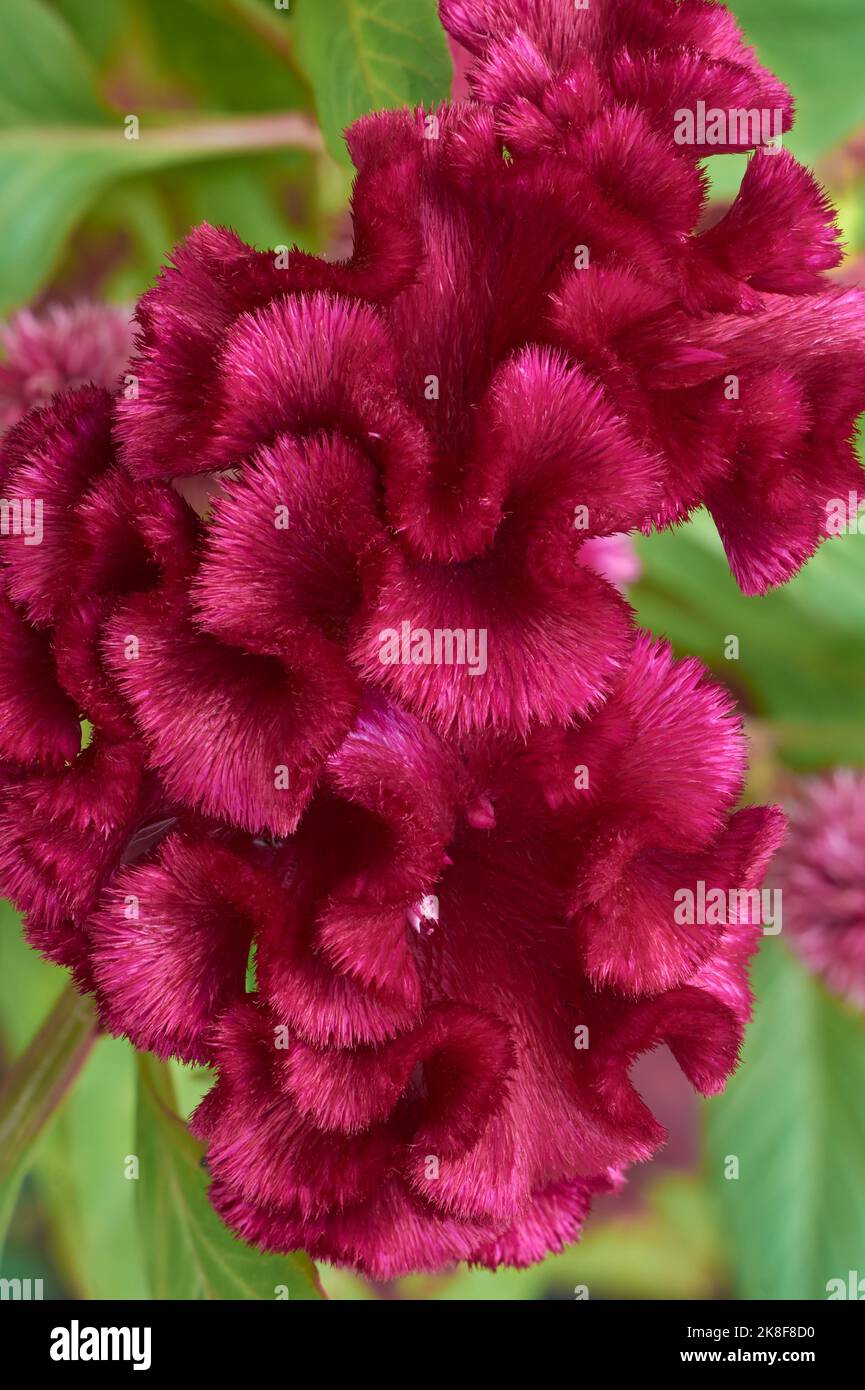 close-up macro view of red velvet flower, salpiglossis sinuate, trumpet ...