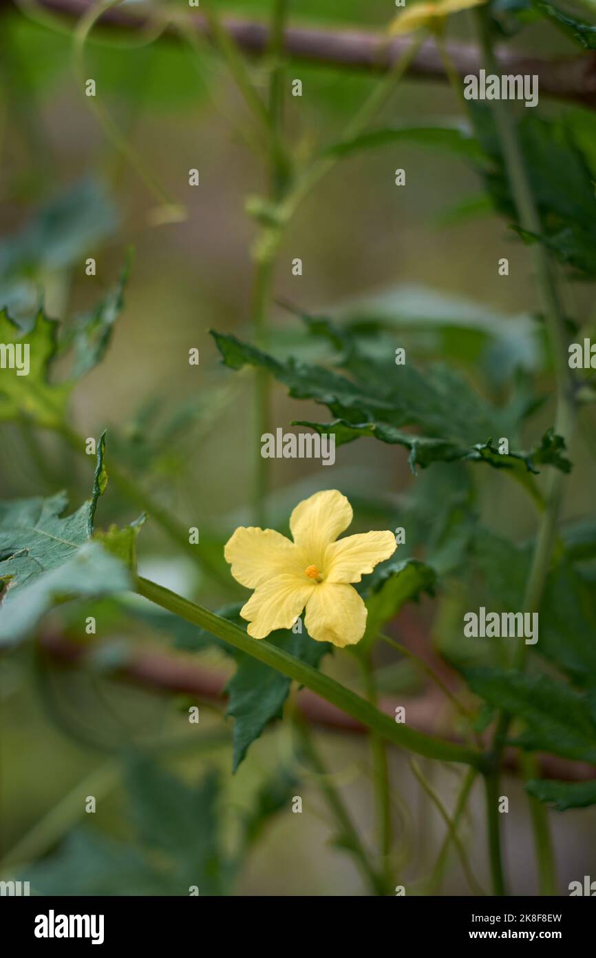 bitter gourd vine foliage with a yellow flower, momordica charantia ...