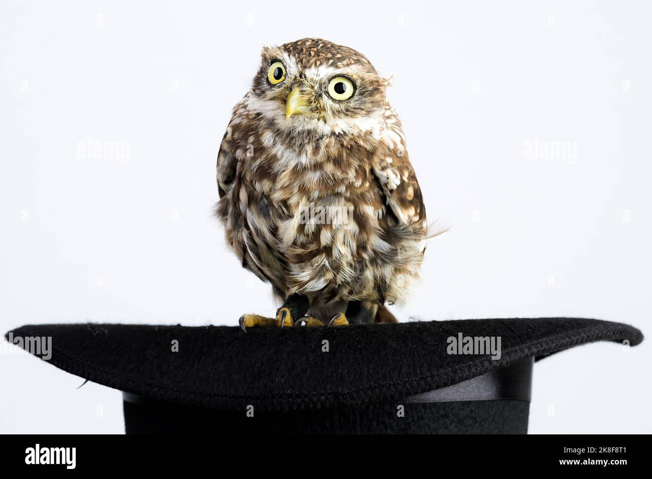 The little hoot hi-res stock photography and images - Alamy