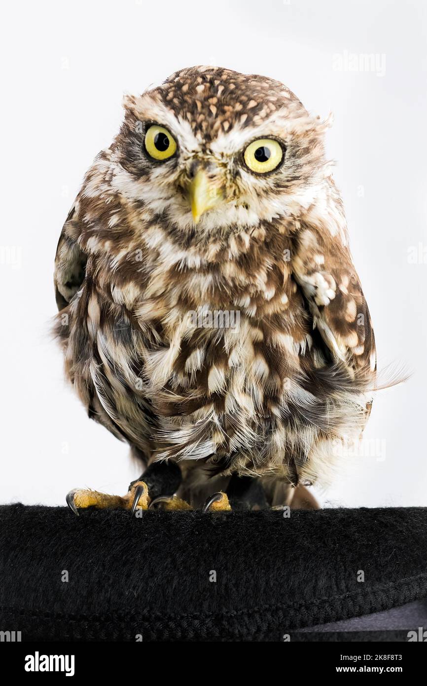 Little Owl perched on a black top hat Stock Photo - Alamy